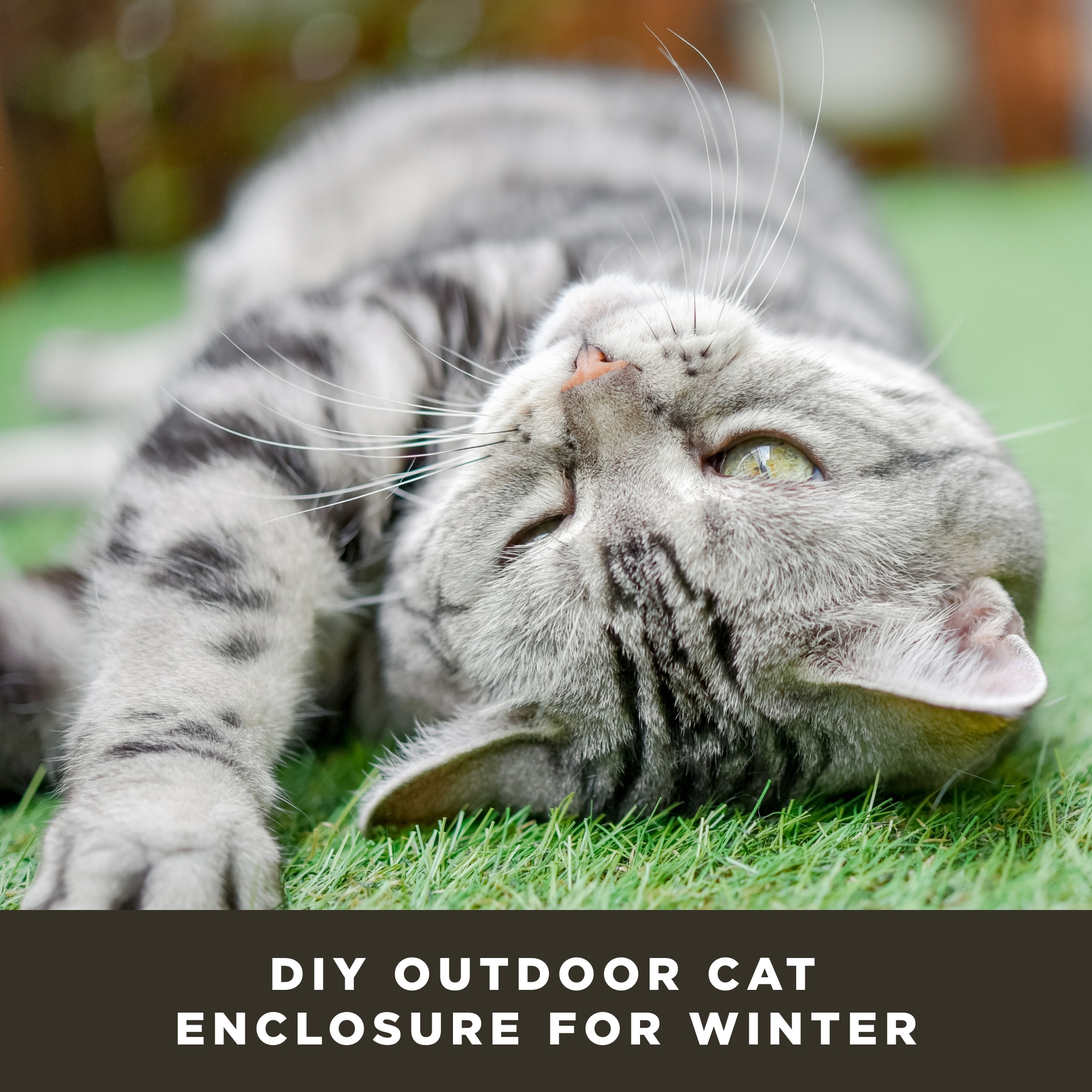 DIY Outdoor Cat Enclosure For Winter: Cozy Shelter Ideas | Turf Factory