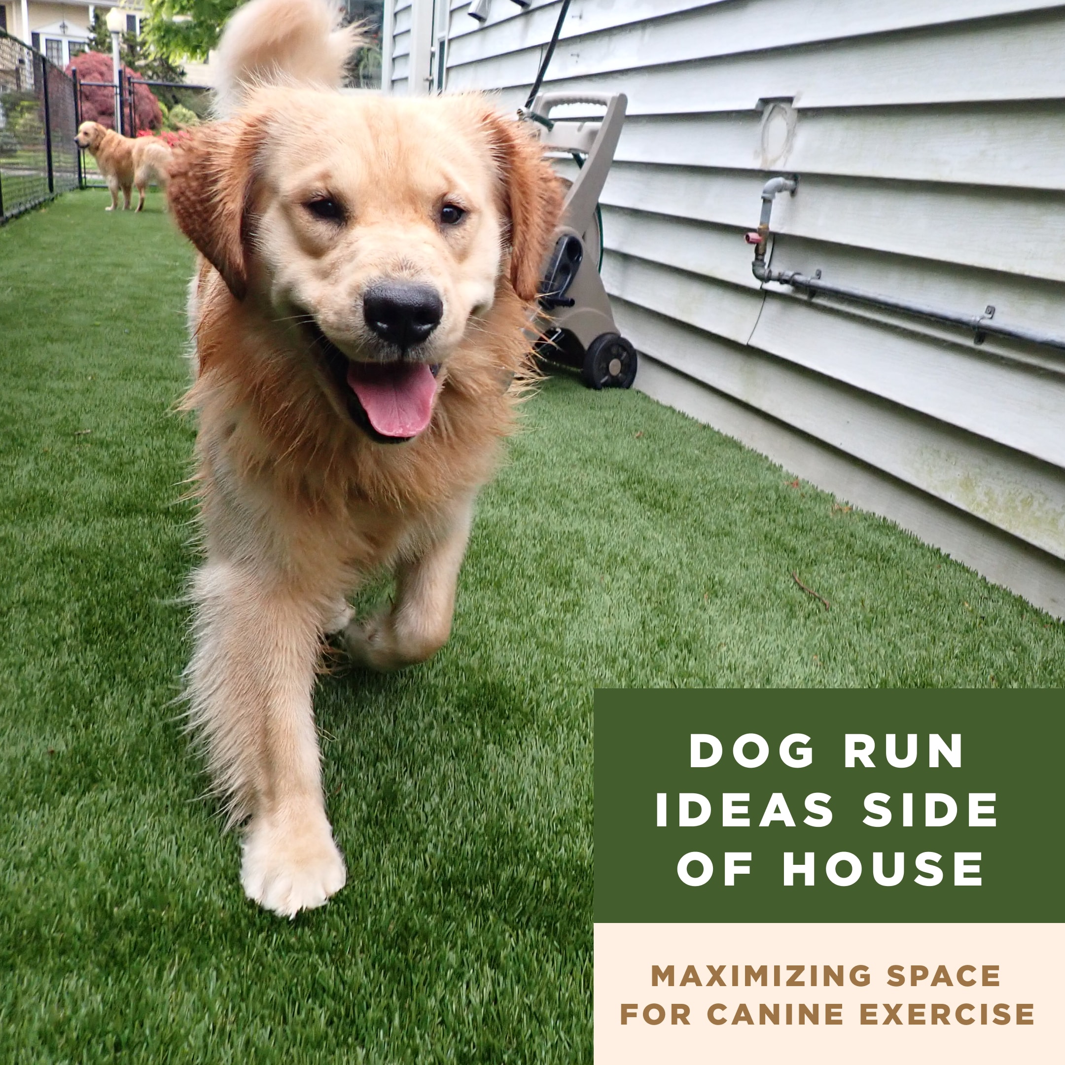 Dog Run Ideas Side of House: Maximizing Space for Canine Exercise ...
