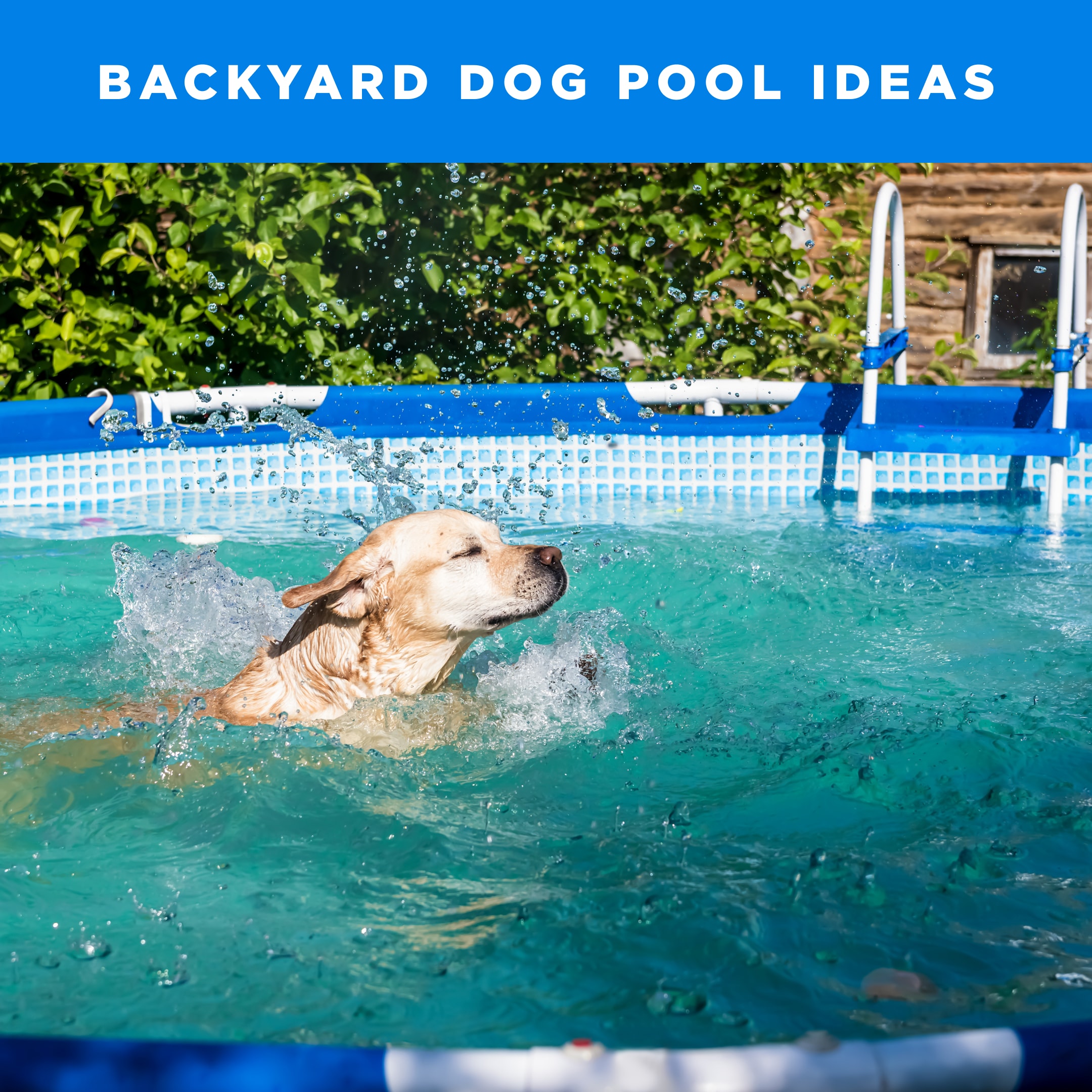 Backyard Dog Pool Ideas | Turf Factory