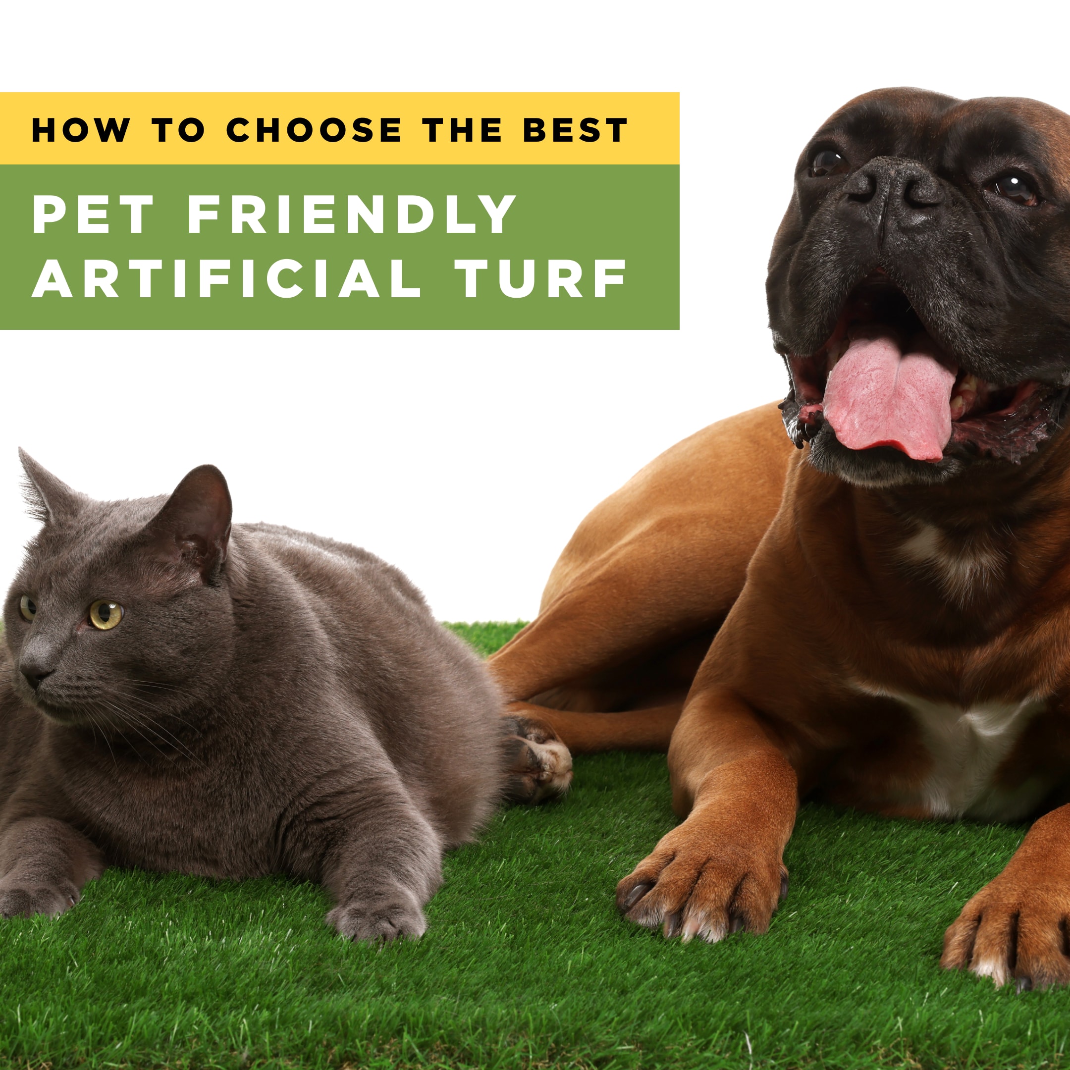 How to Choose the Best Pet Friendly Artificial Turf | Turf Factory